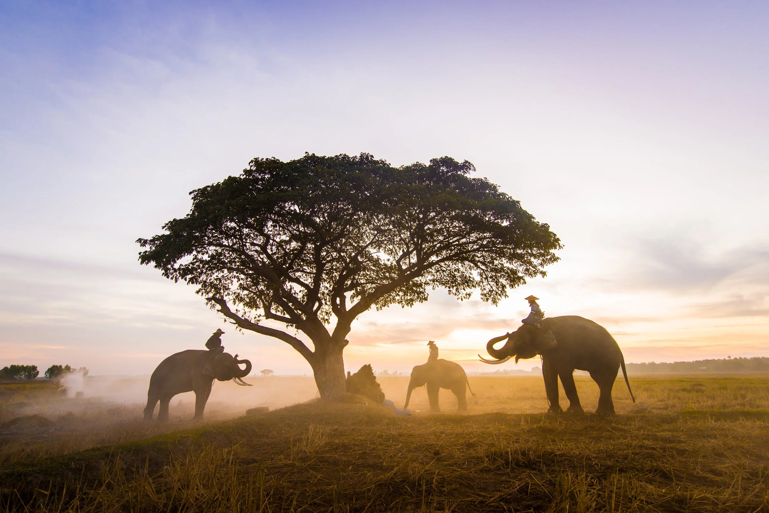 Top Asian Countries for Elephant Conservation | Trade Travel — Trade Travel