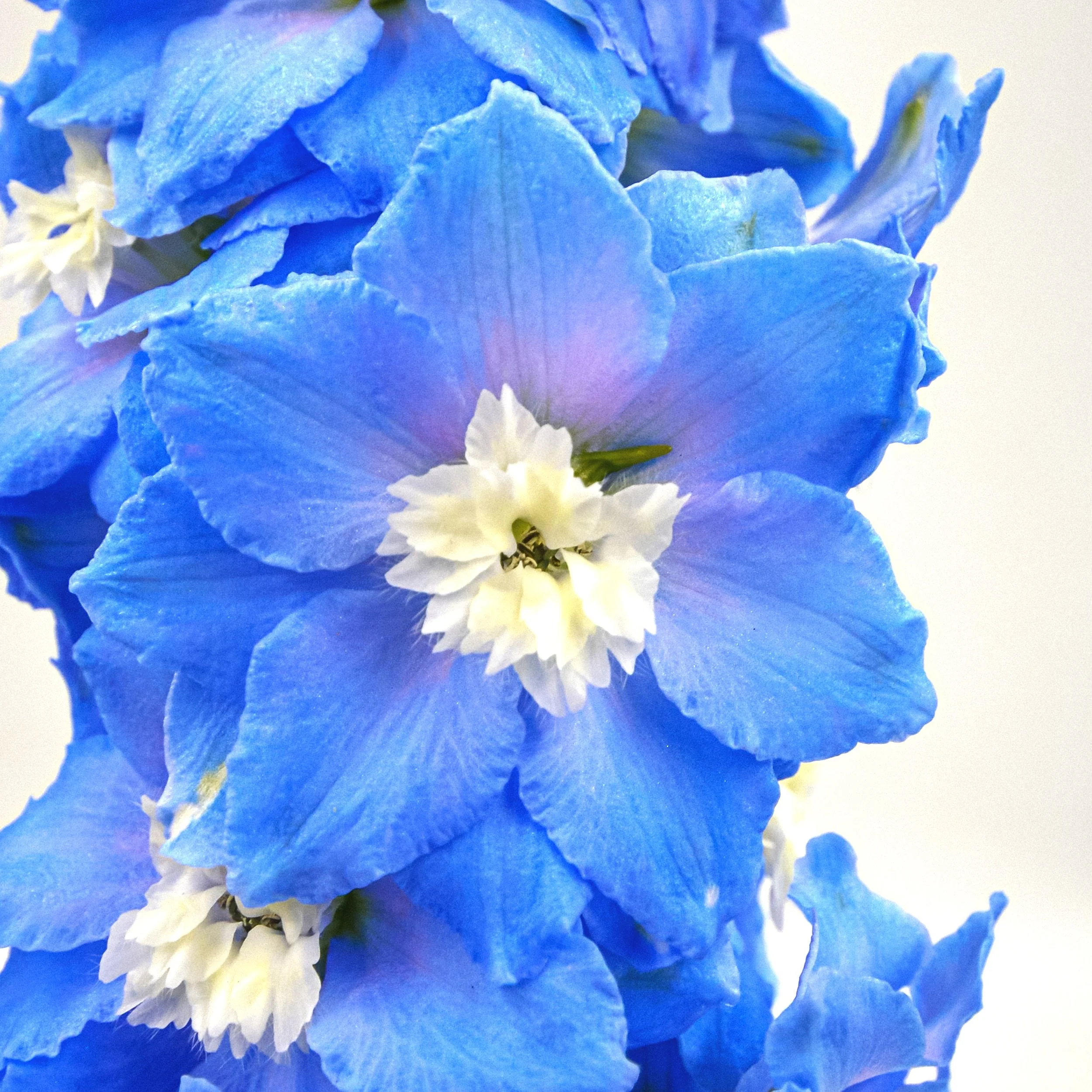 Delphinium Elatum Sky BLUE — Valleflor