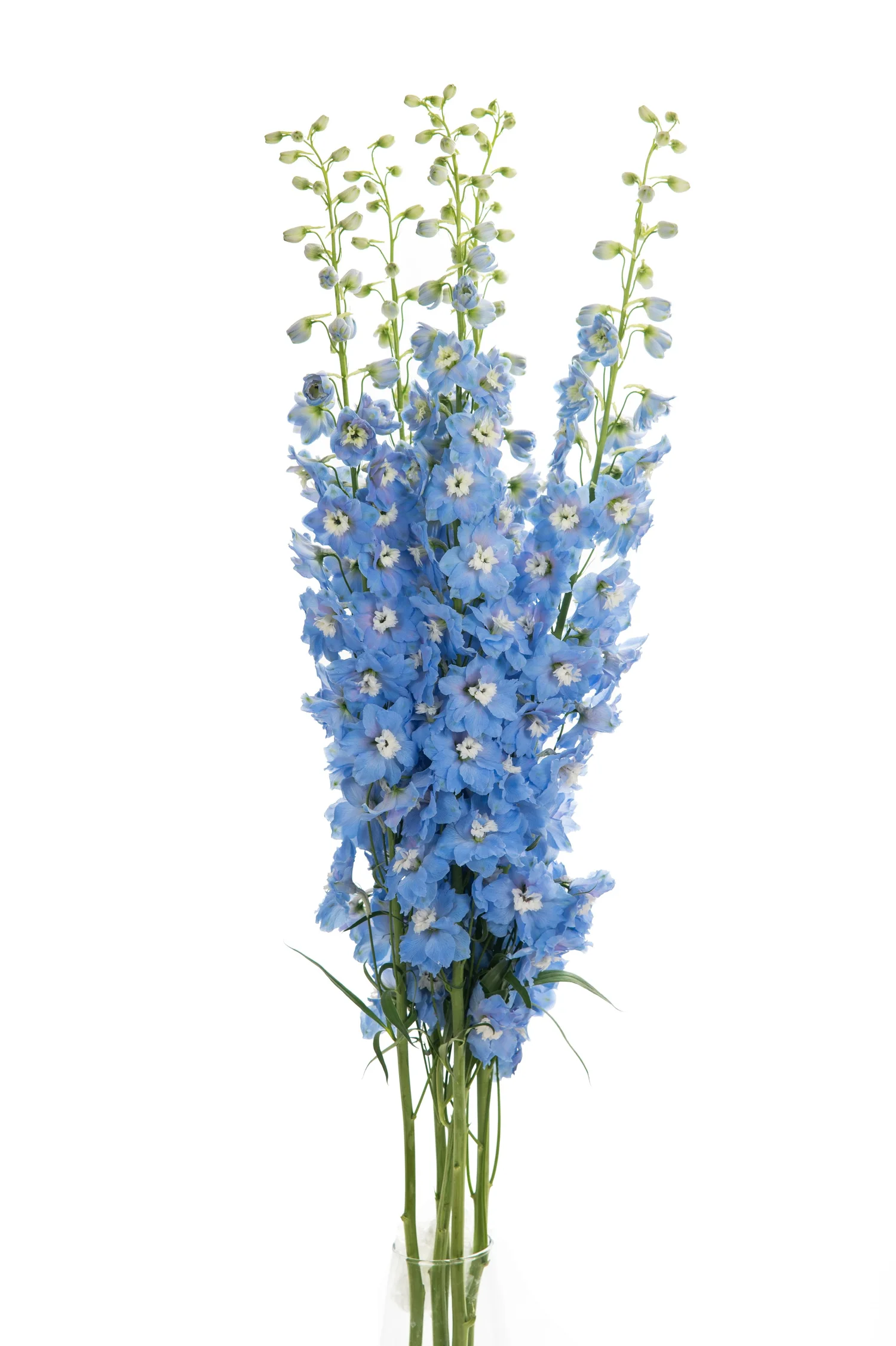 Delphinium Elatum Sky BLUE — Valleflor