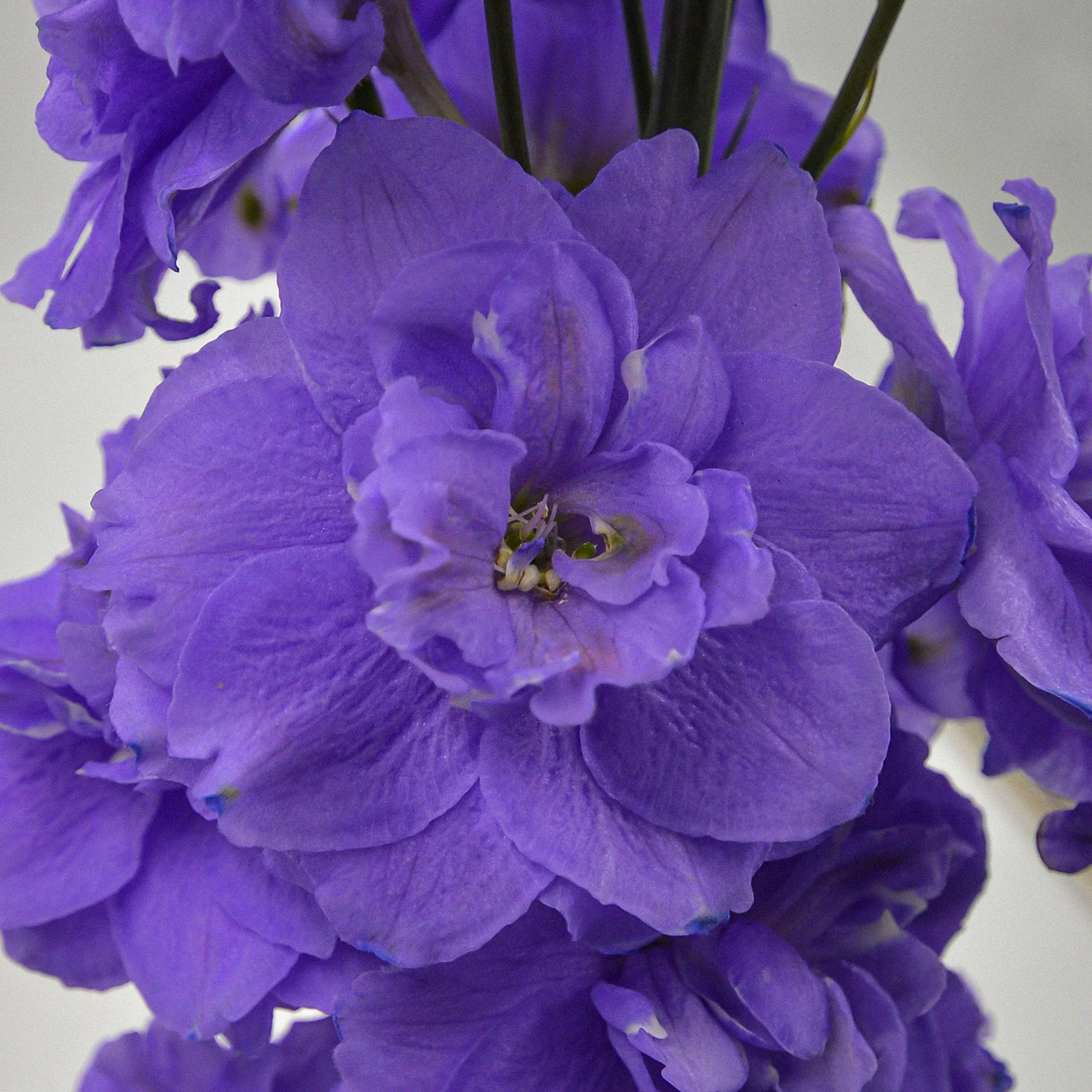 Delphinium Elatum Full Moon — Valleflor