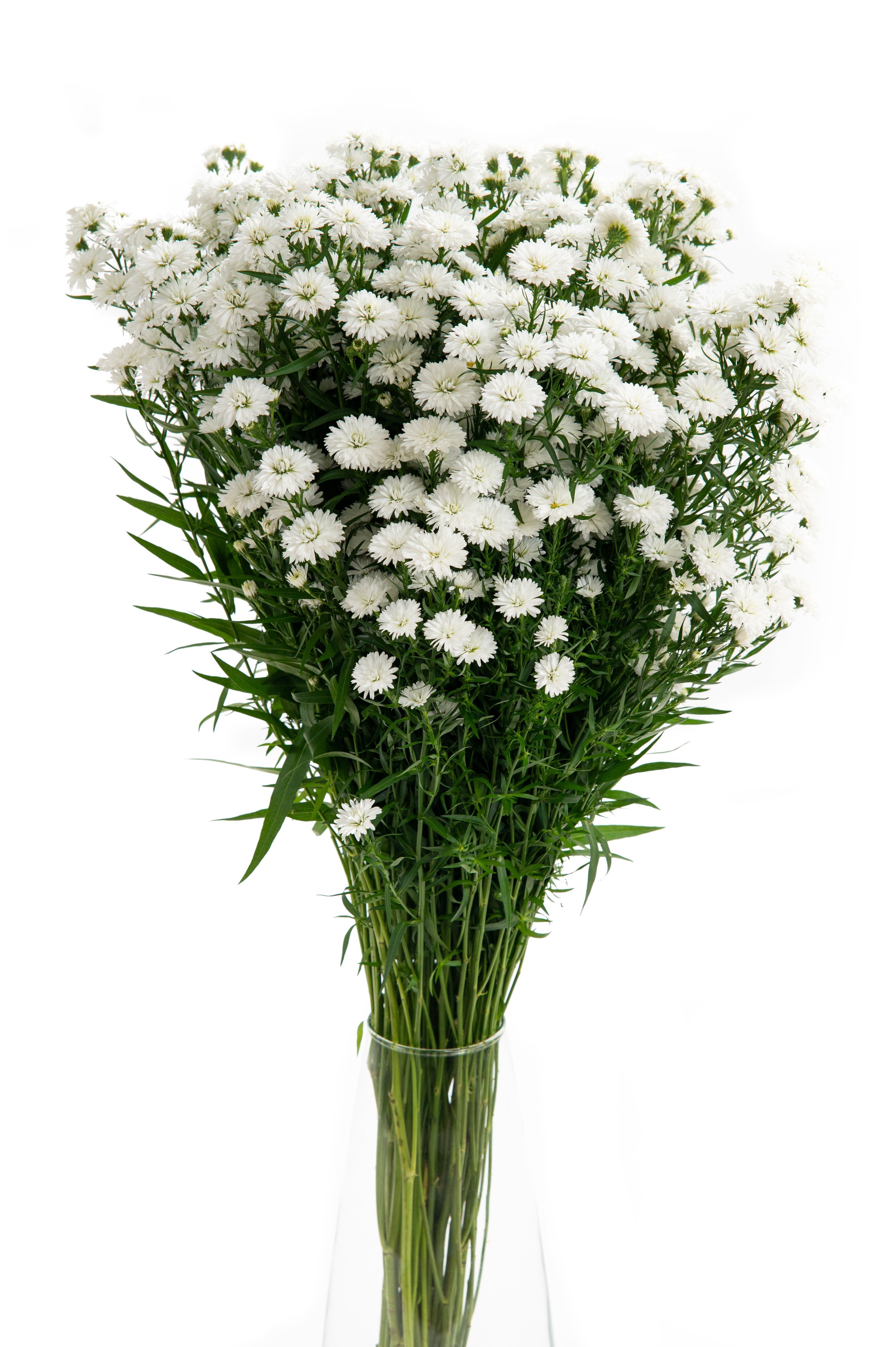 Carnival Aster Duplo Blanco — Valleflor