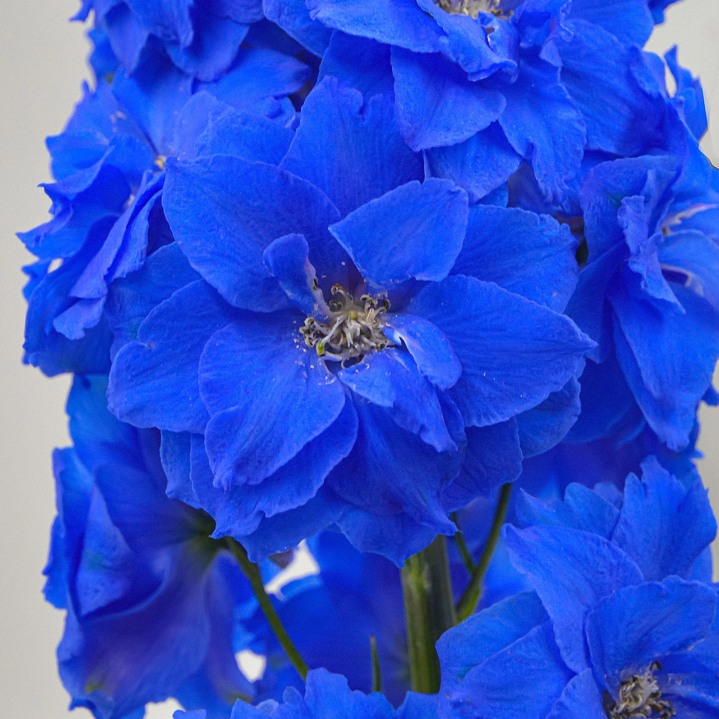 Delphinium Elatum Sky BLUE — Valleflor