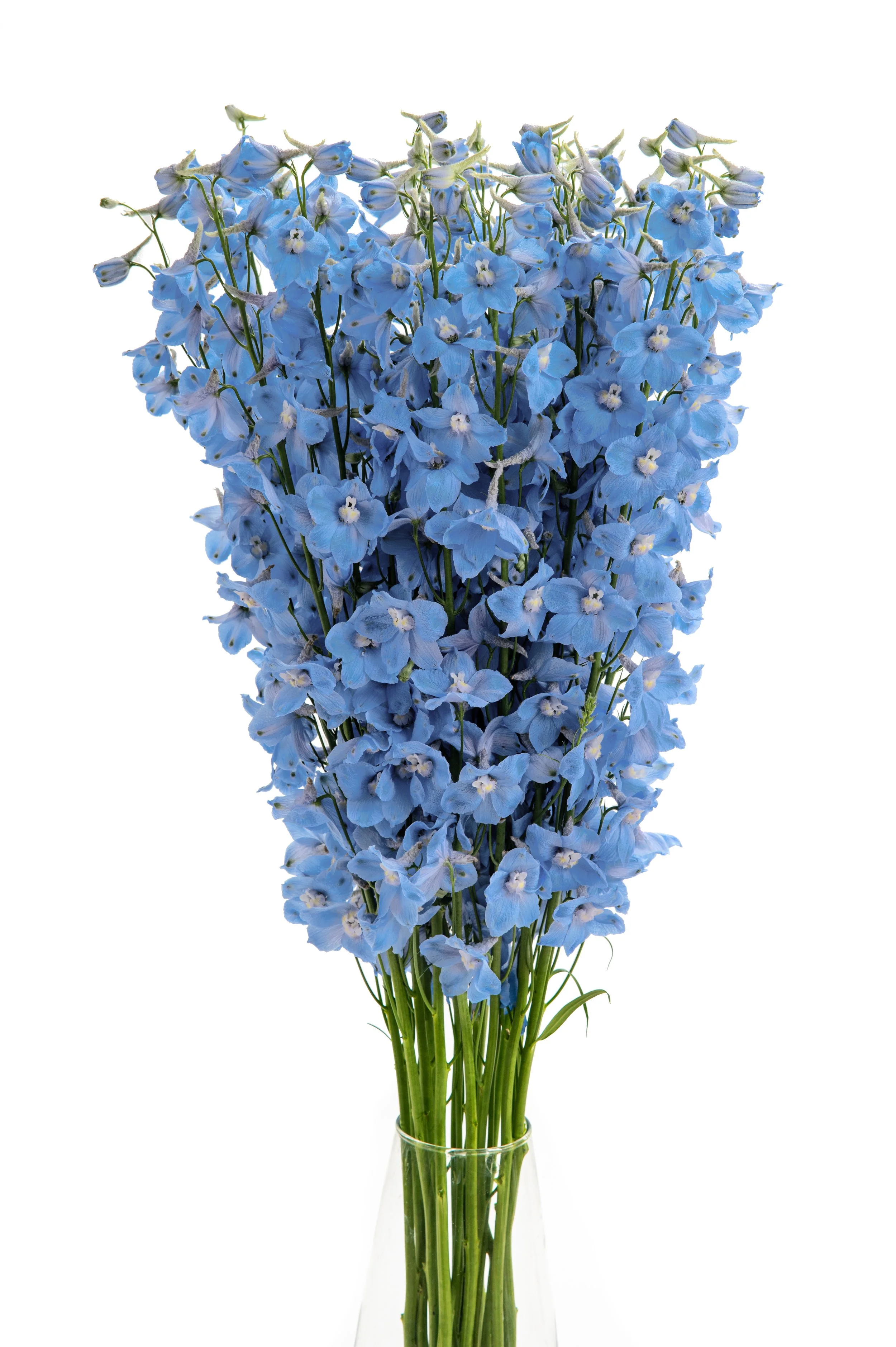 Delphinium Royal — Valleflor