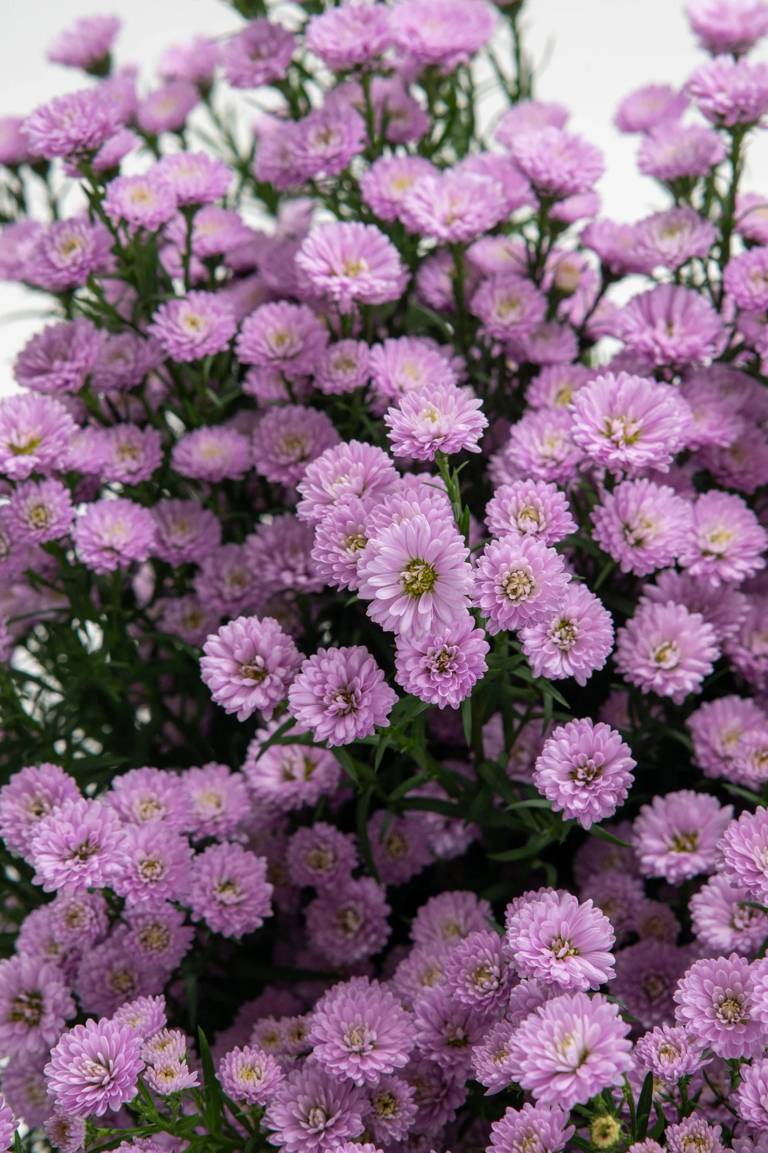 Carnival Aster Petite Menu — Valleflor