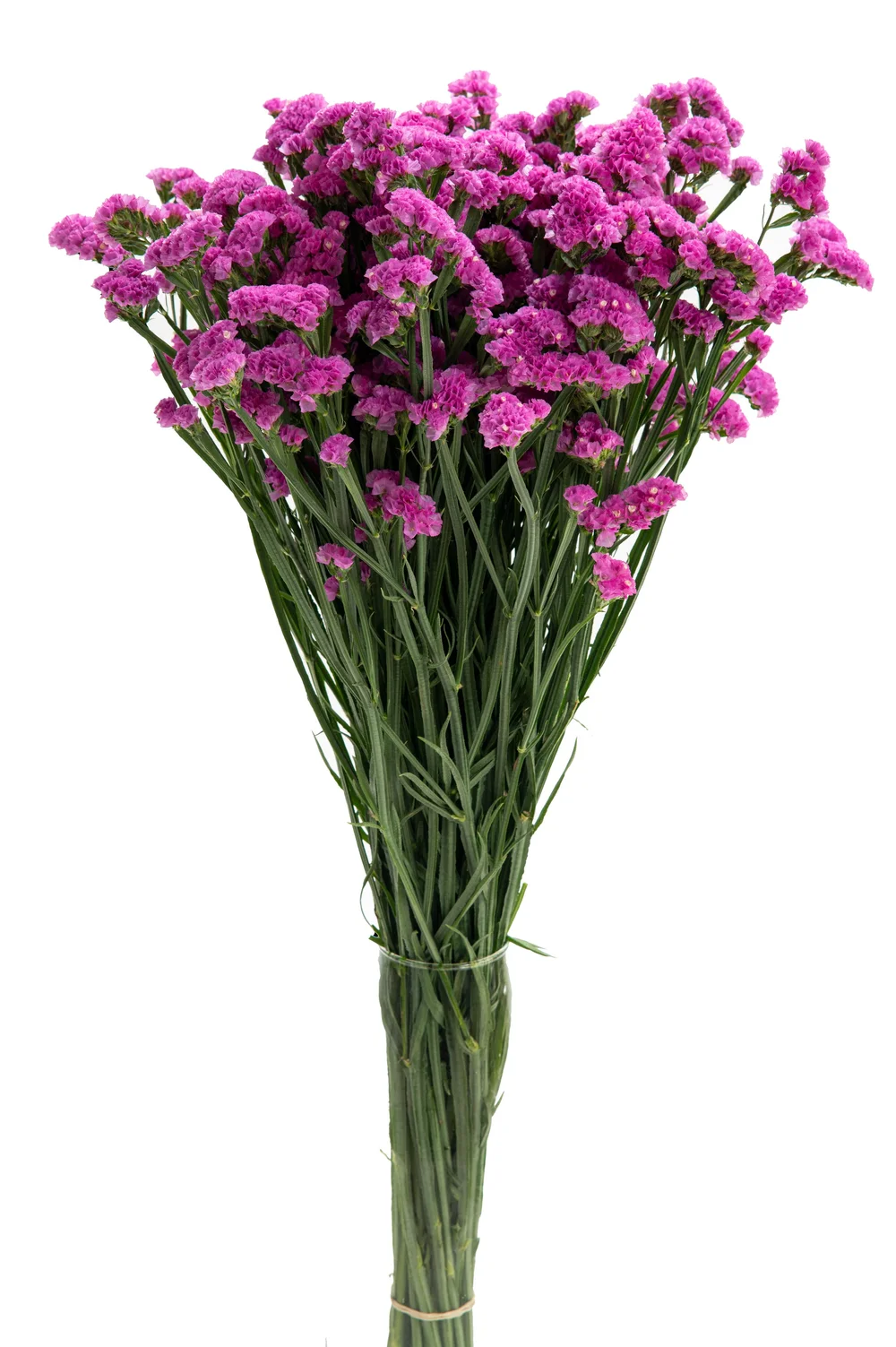 TC Statice hot pink — Valleflor