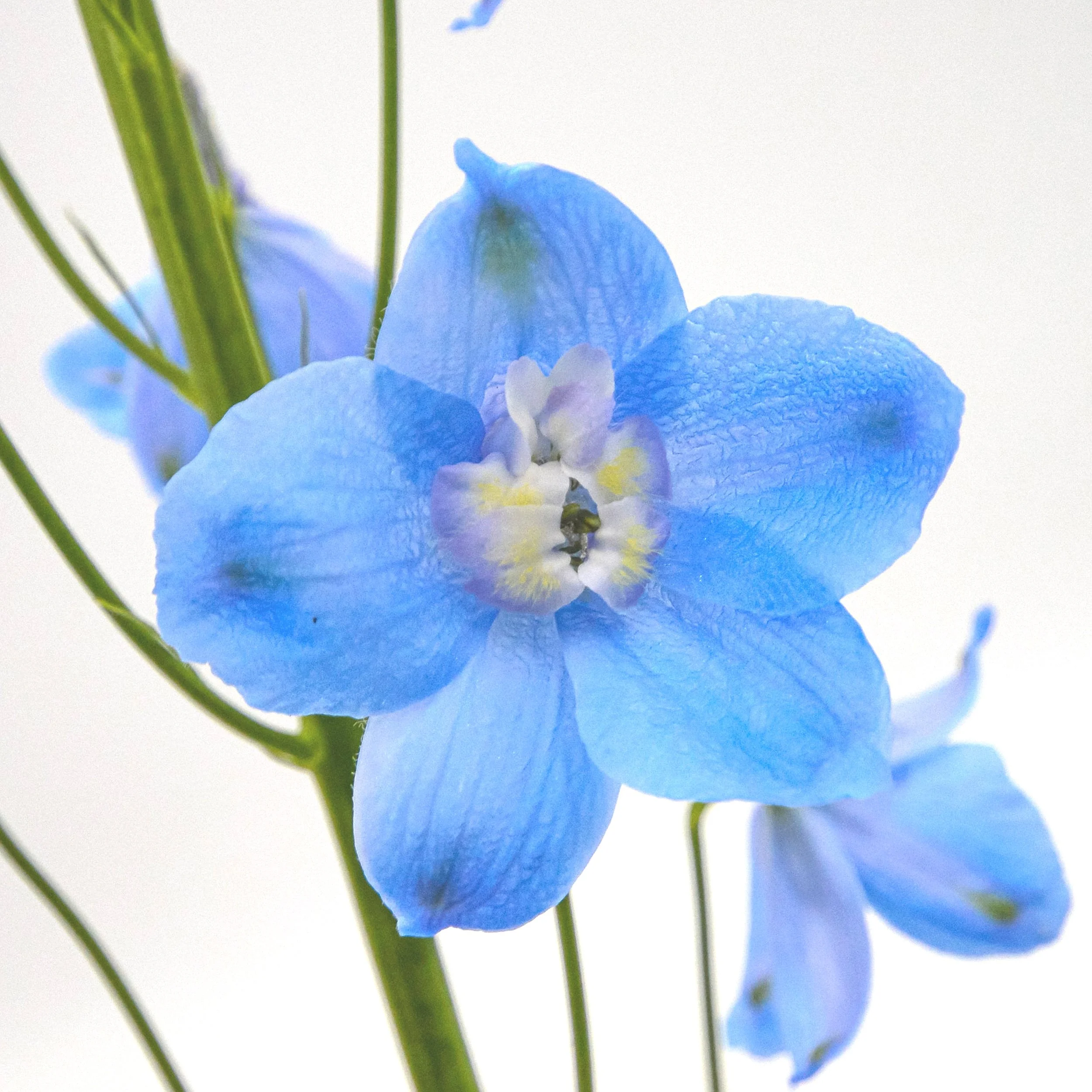 Delphinium Bella Andes — Valleflor
