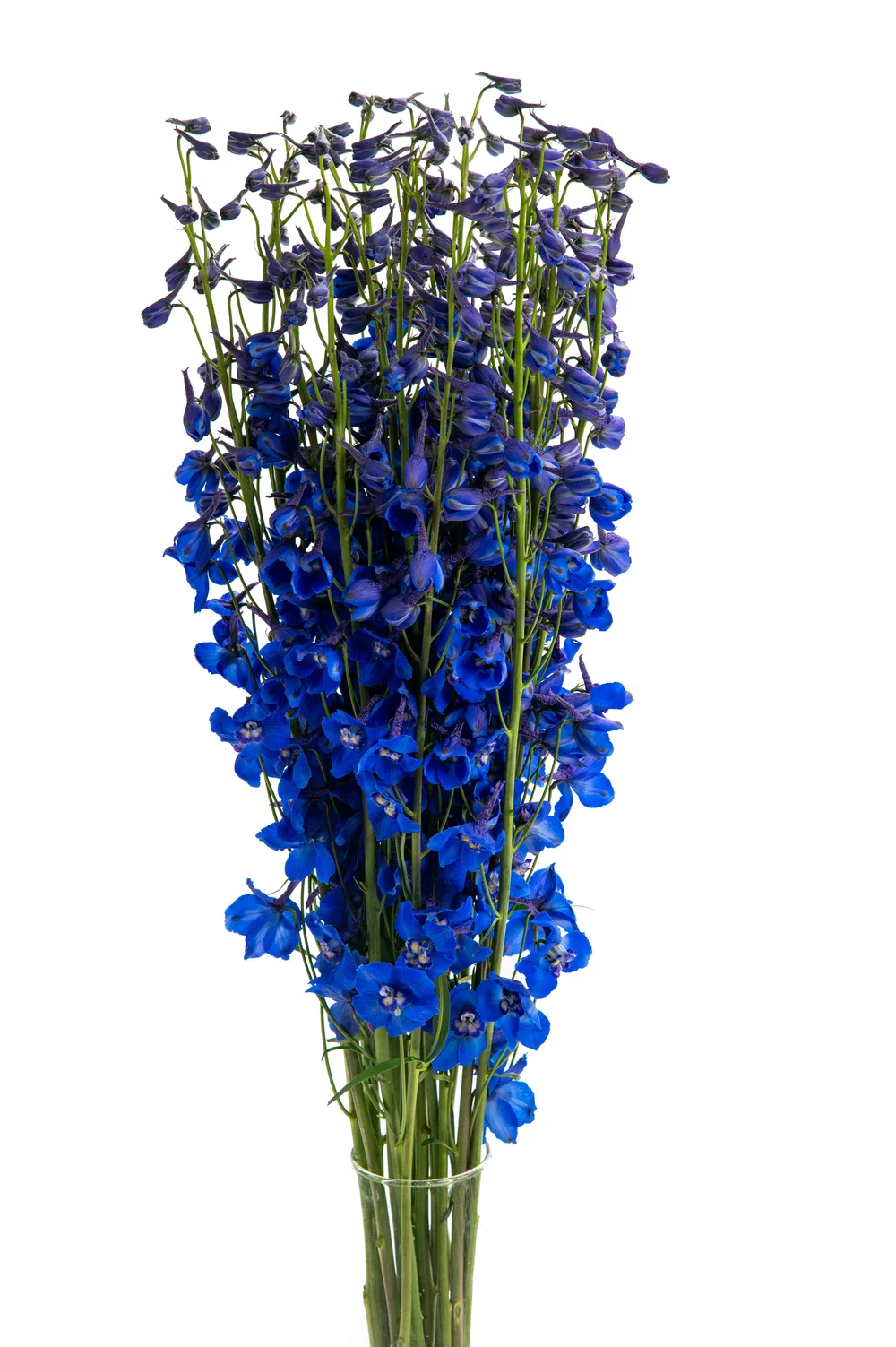 Delphinium Royal DARK BLUE — Valleflor
