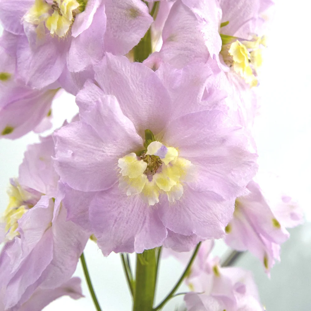 Delphinium Elatum — Valleflor