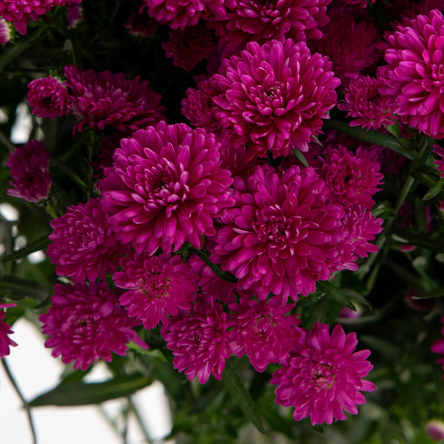 Carnival Aster Duplo Purple — Valleflor