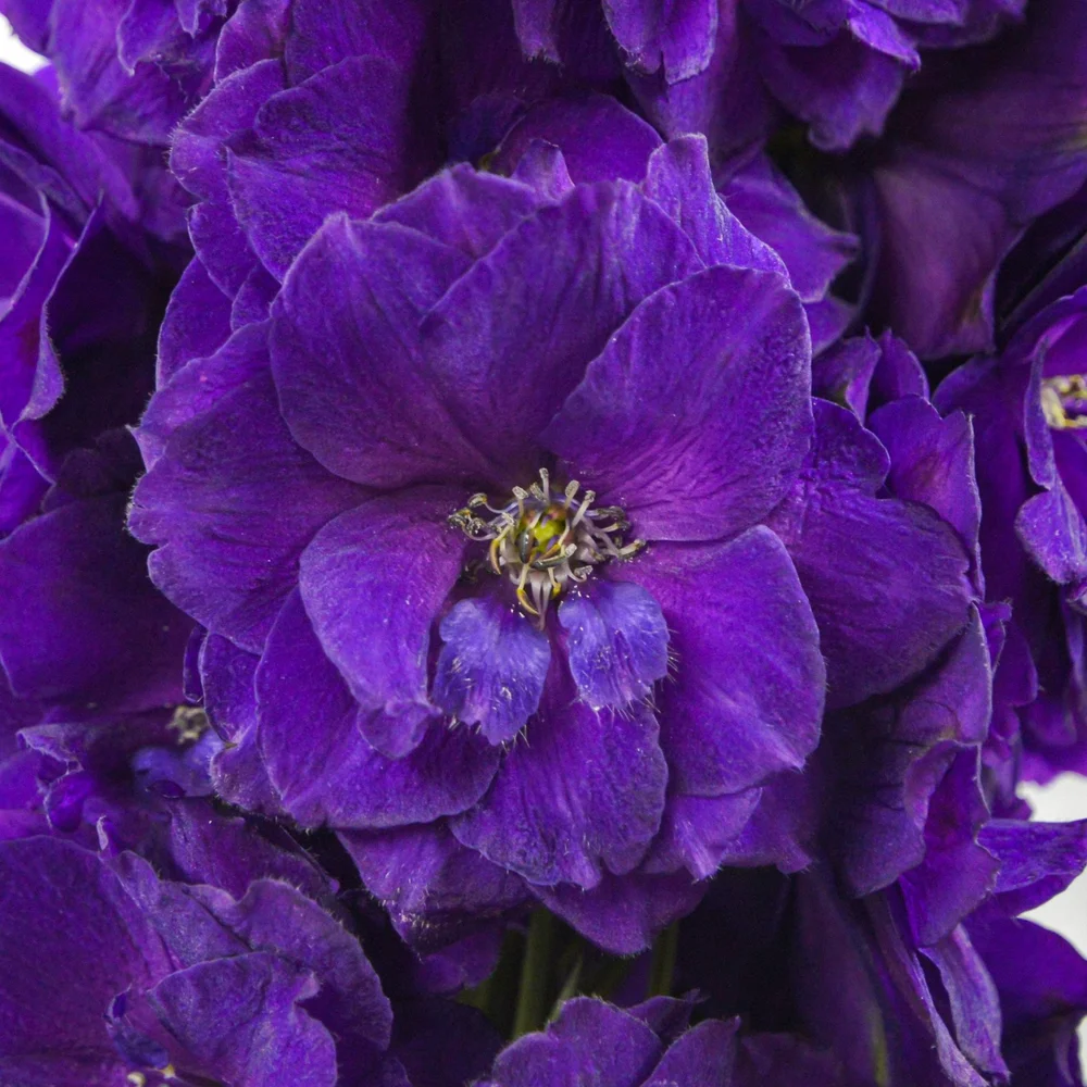 Delphinium Elatum — Valleflor