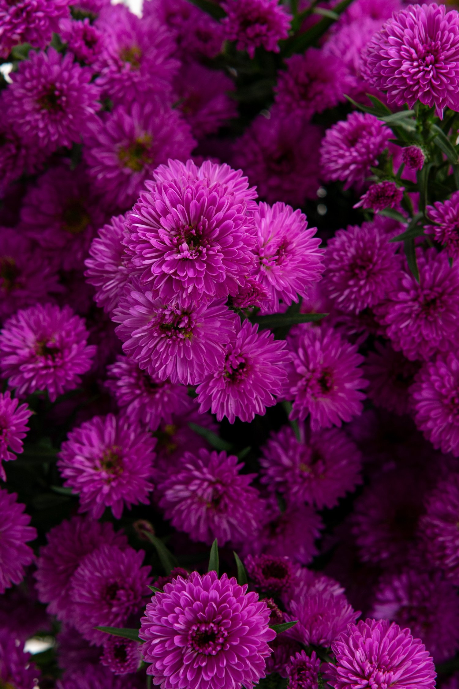 Carnival Aster Duplo Hot Pink — Valleflor
