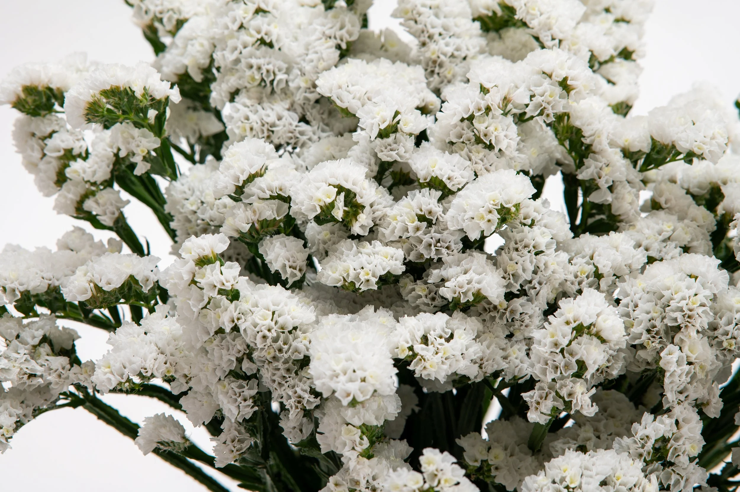 TC Statice Menu — Valleflor