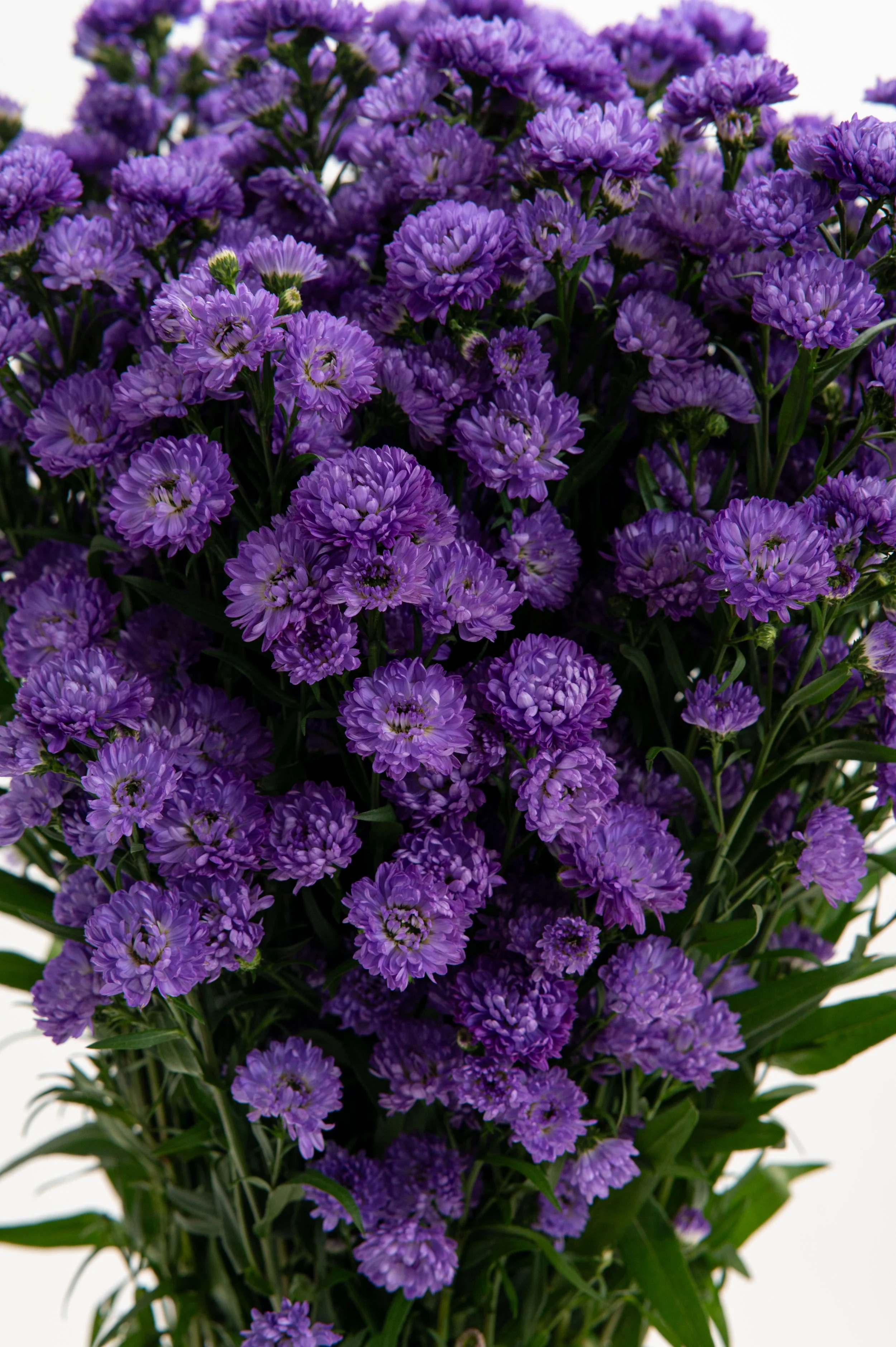Carnival Aster Duplo Menu — Valleflor