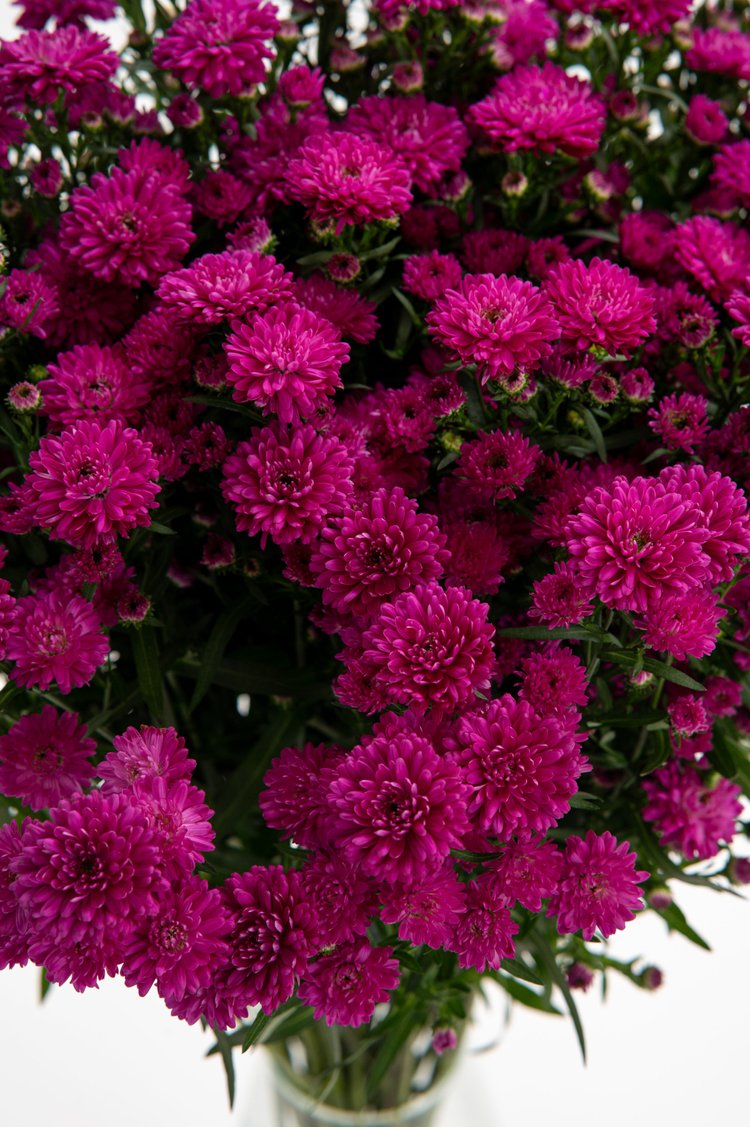 Carnival Aster Duplo Red — Valleflor