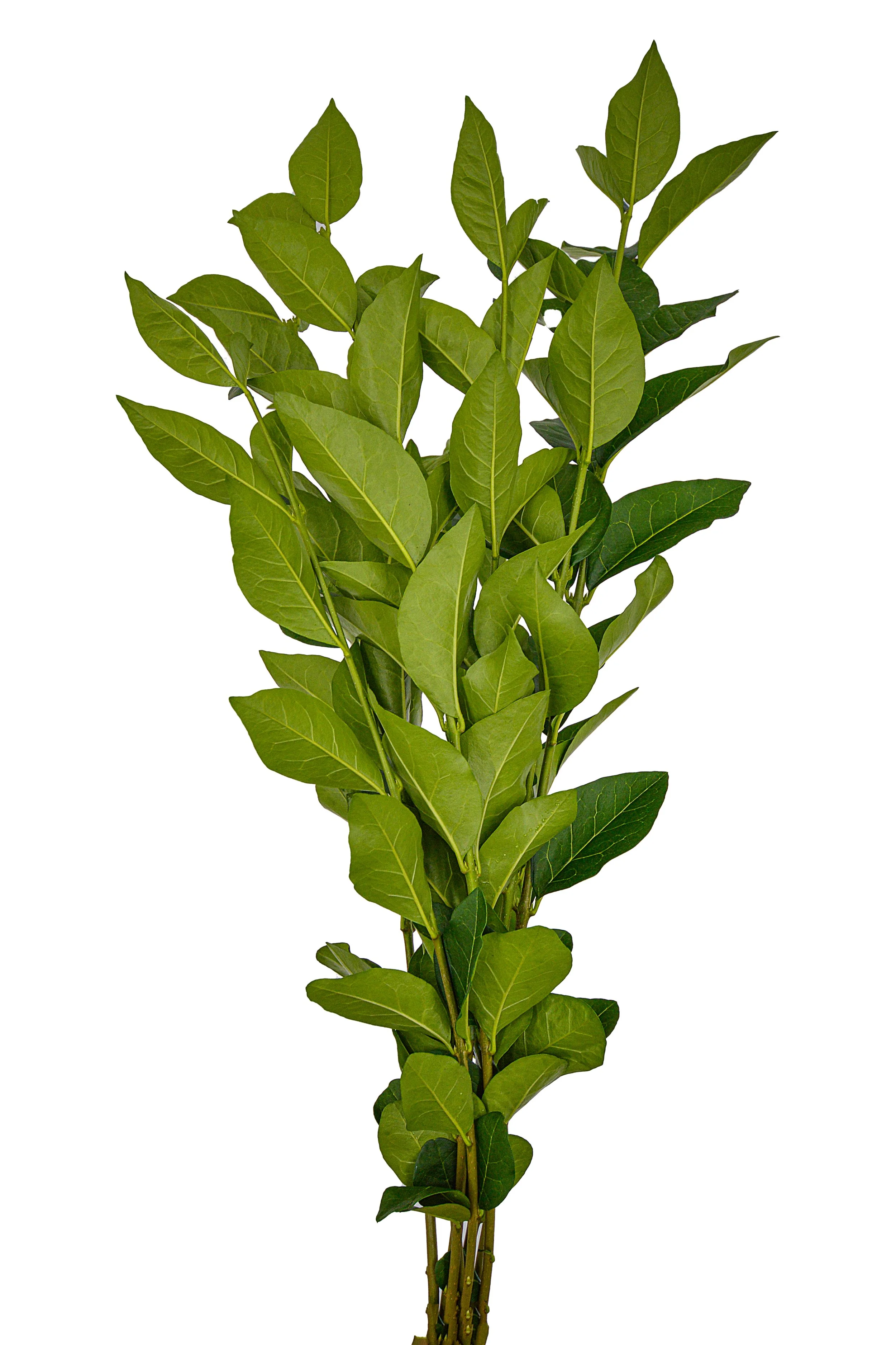 Greens — Valleflor