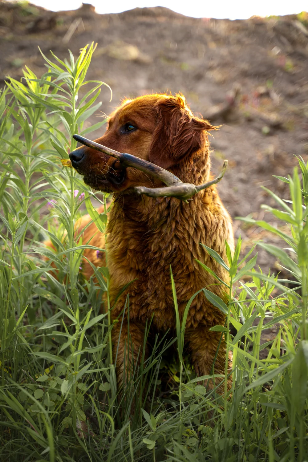 Rusty Lane Retrievers