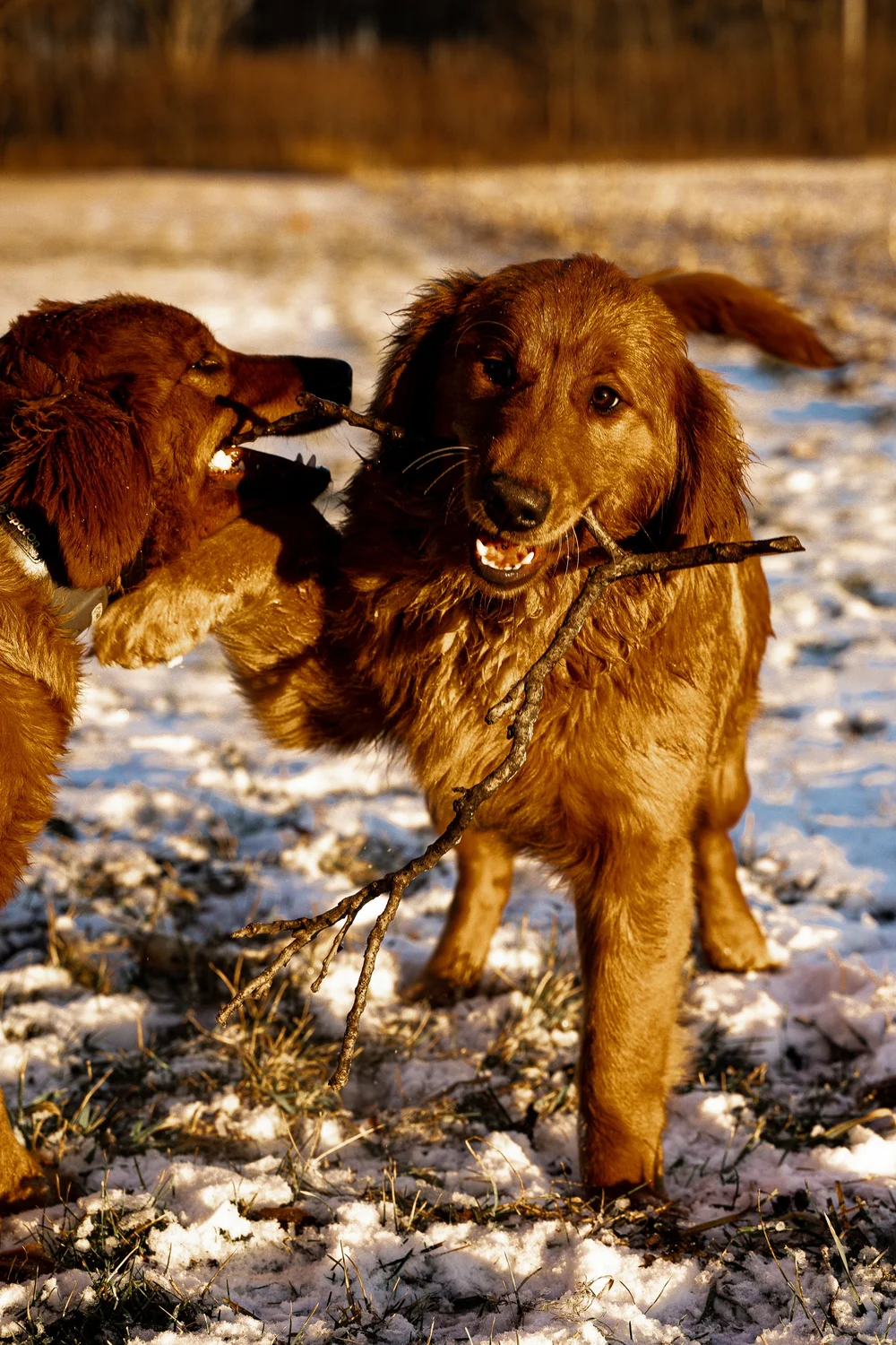 Rusty Lane Retrievers