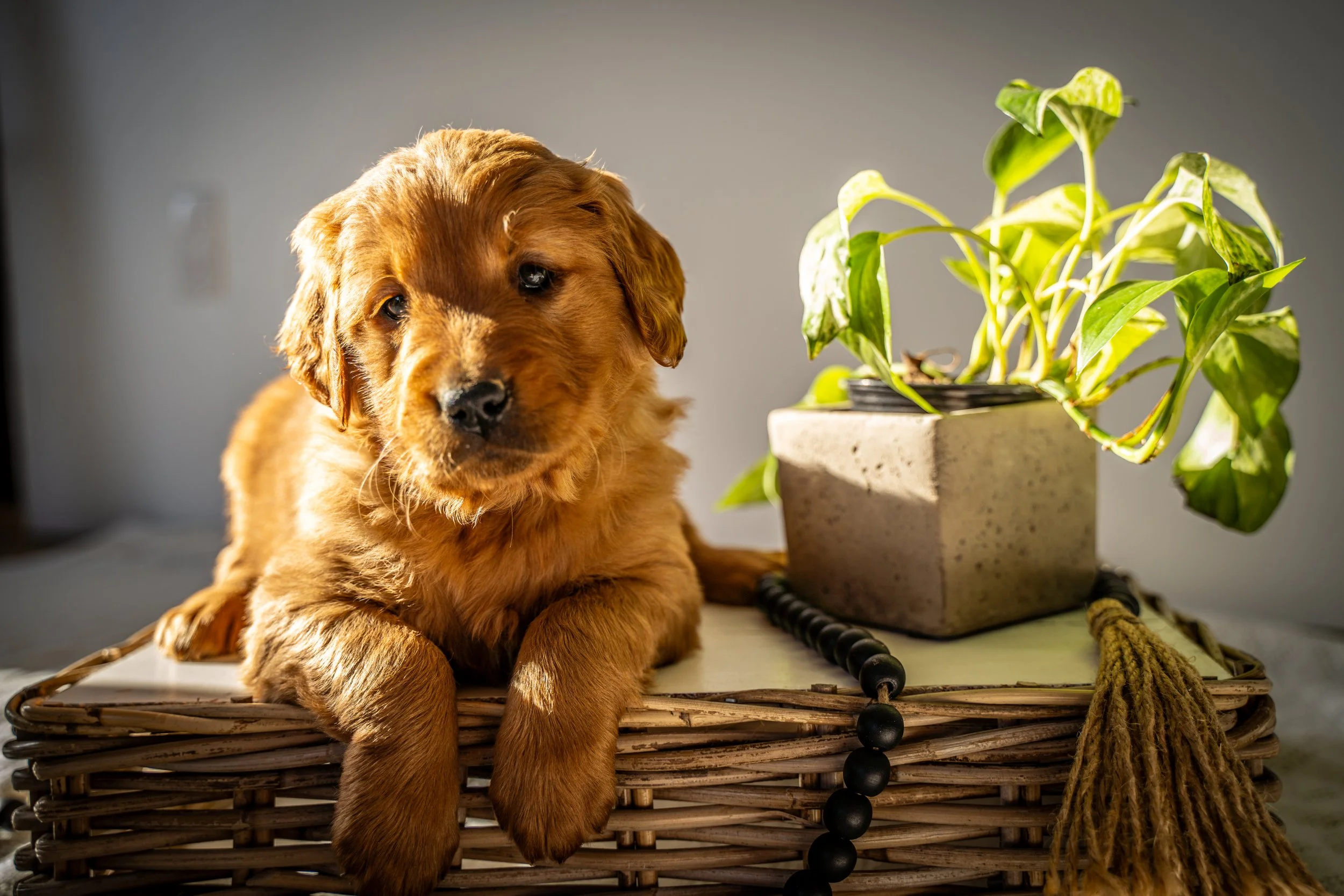 Rusty Lane Retrievers