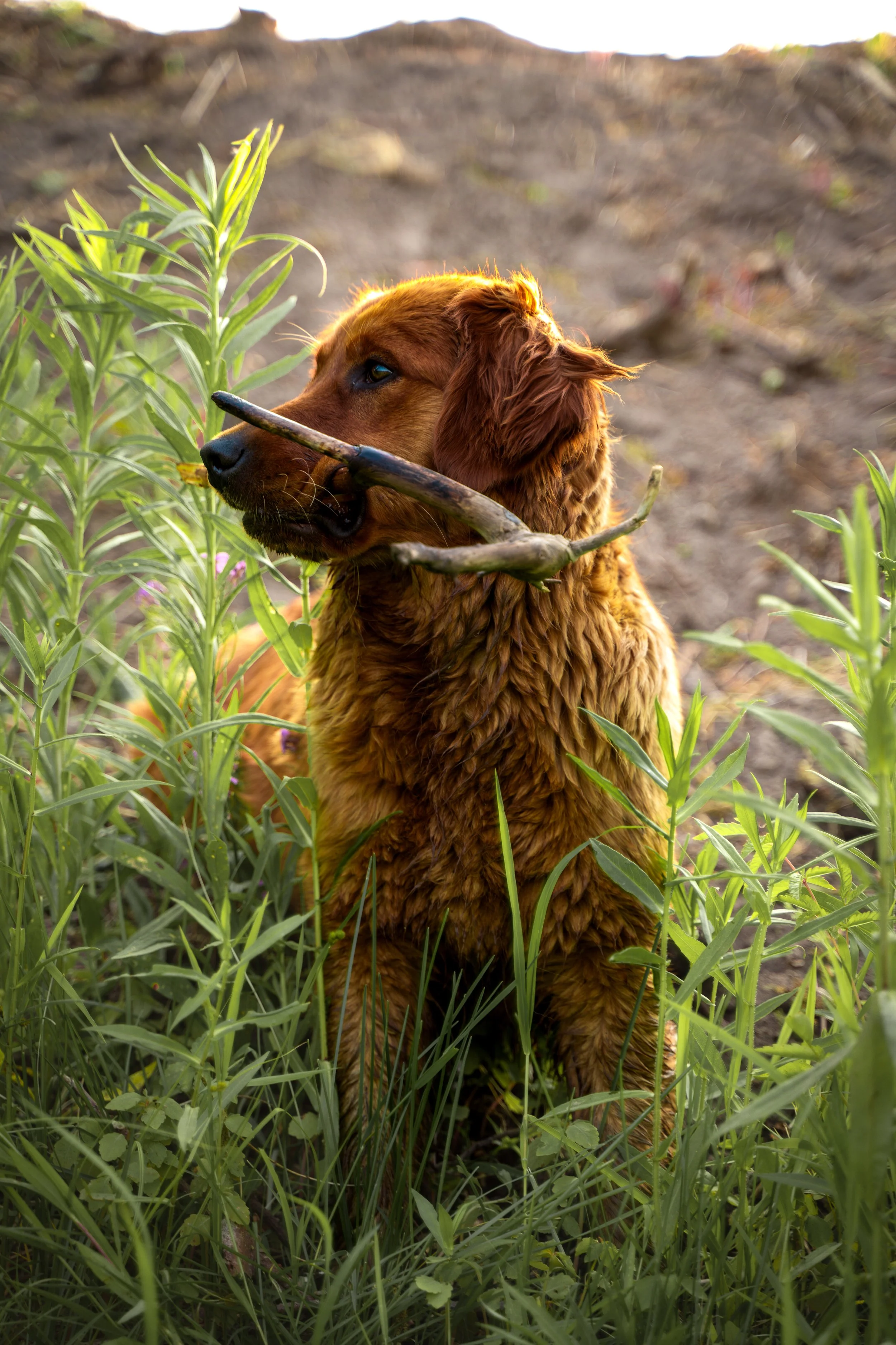 Rusty Lane Retrievers