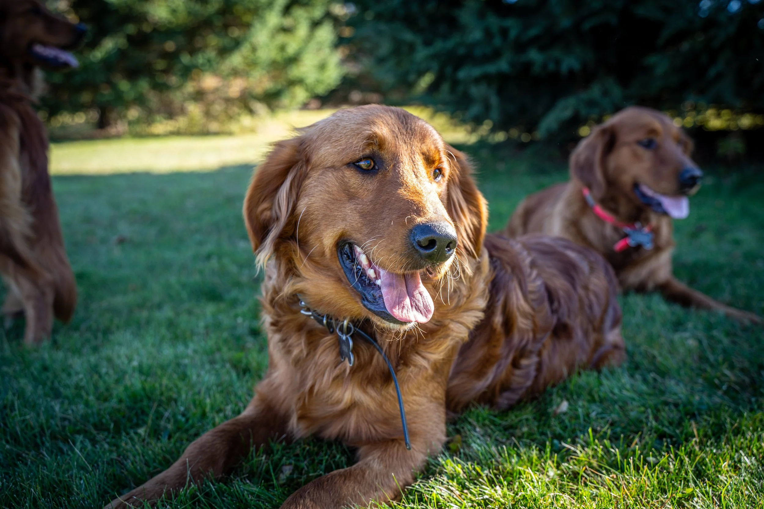 Rusty Lane Retrievers