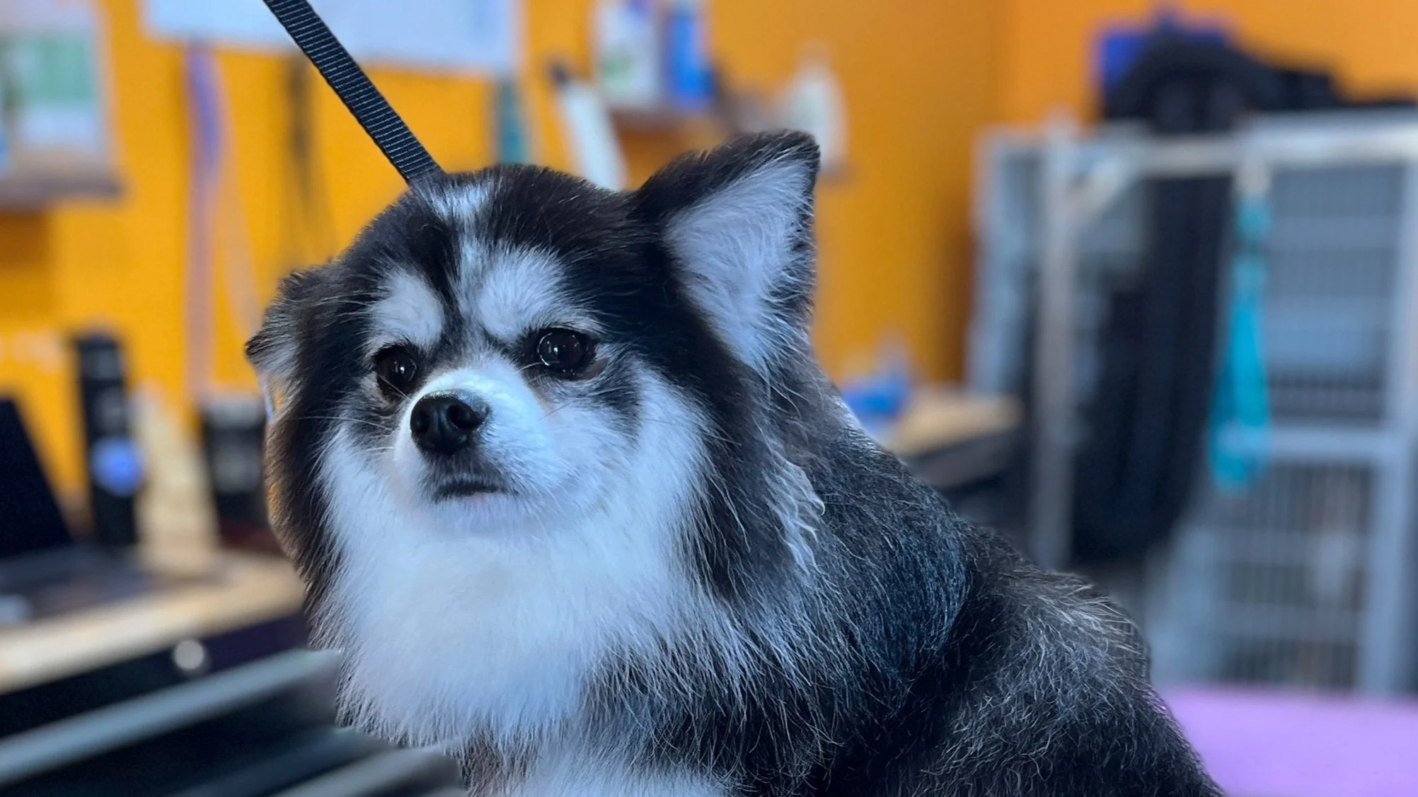Services — Solano's Ultimutt Grooming LLC
