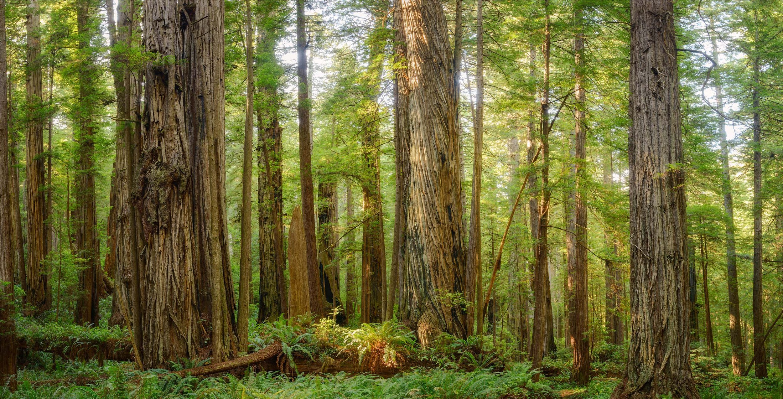 Woodlands — Eric Larson Photography