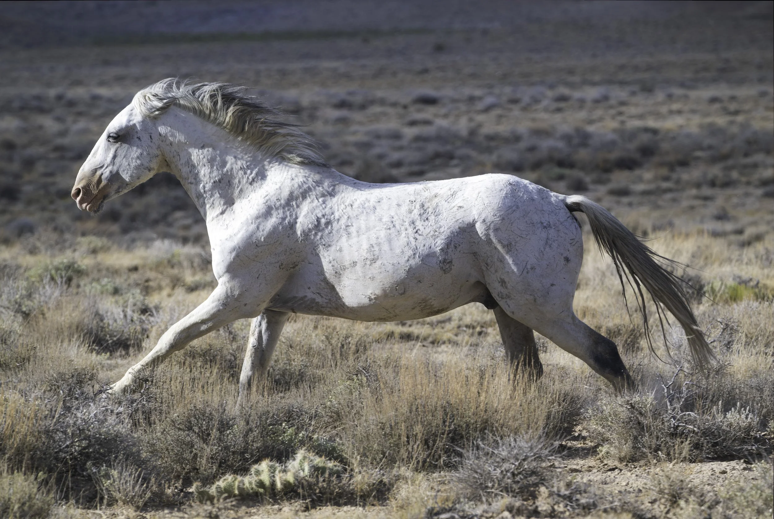 Tony Newlin Gallery — Telluride Arts