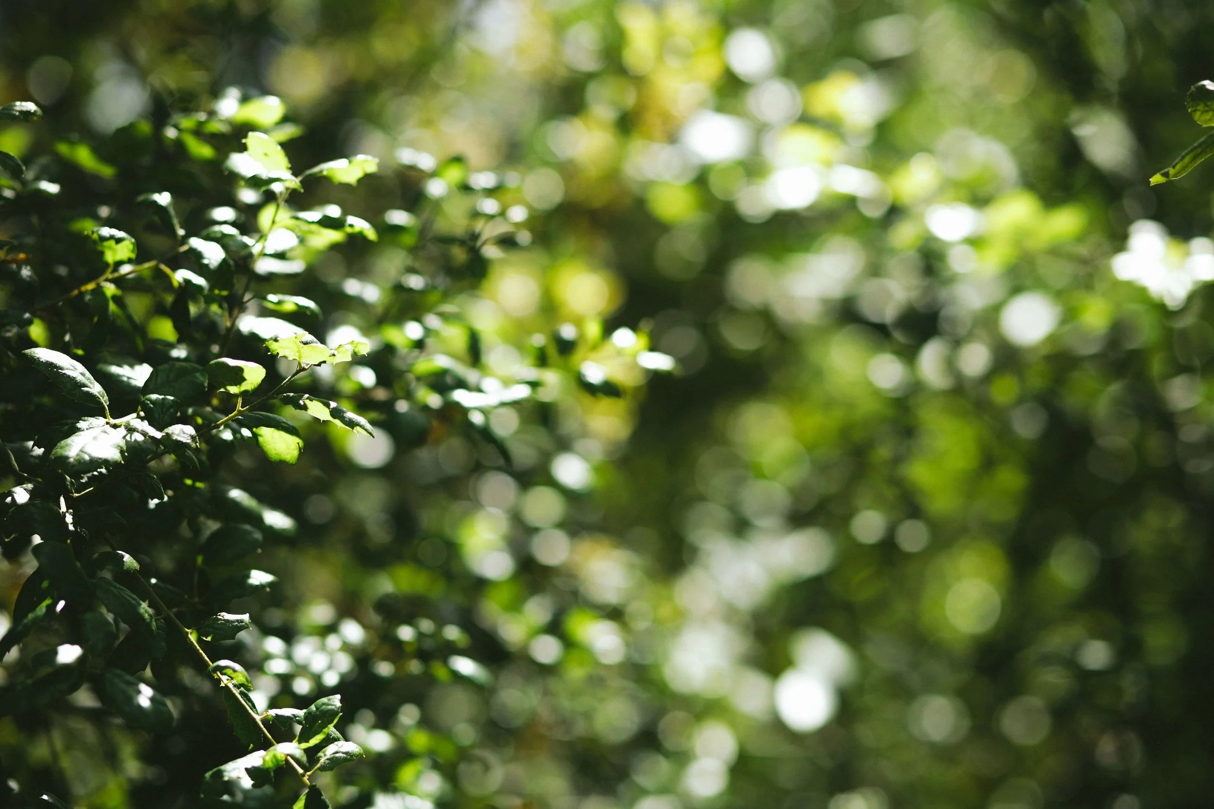 Team — Michelle Seely