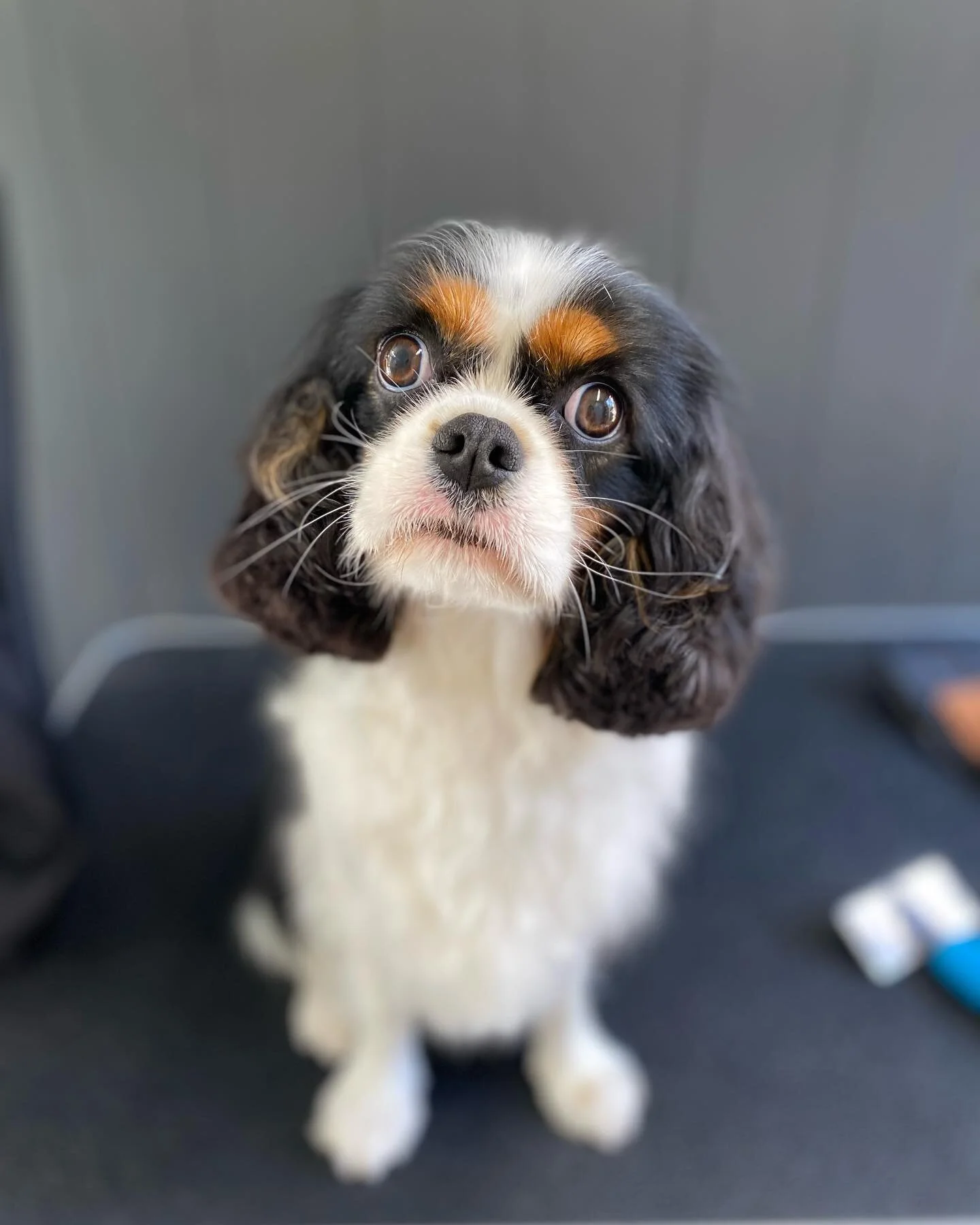 The Little Groom Room