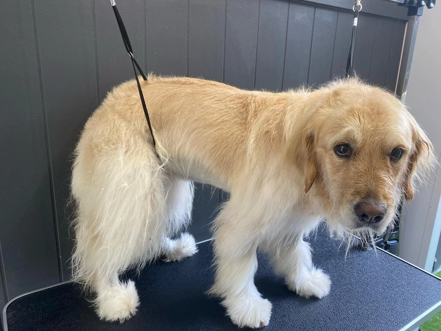 The Little Groom Room