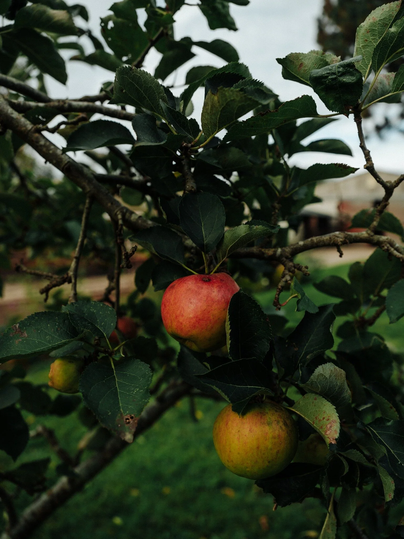 Vallis Farm