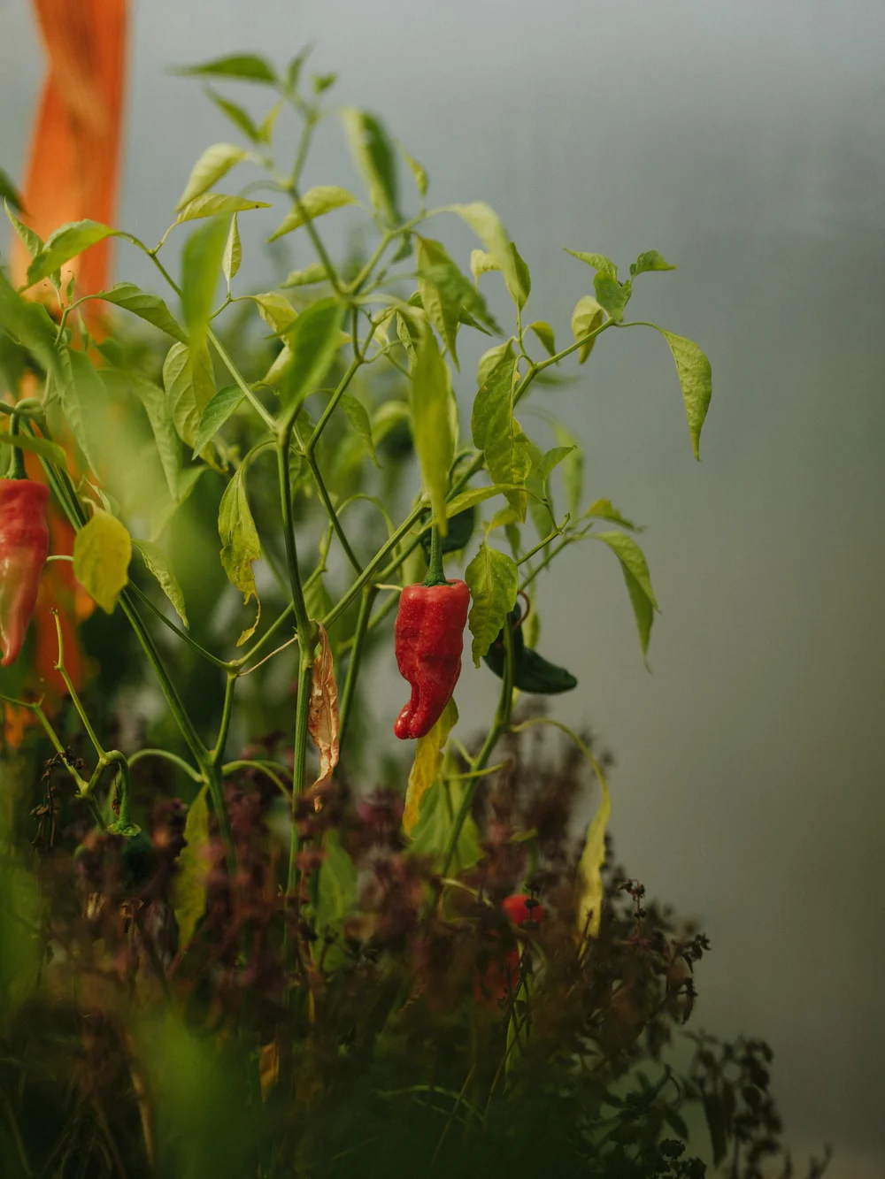 Veg Boxes — Vallis Farm