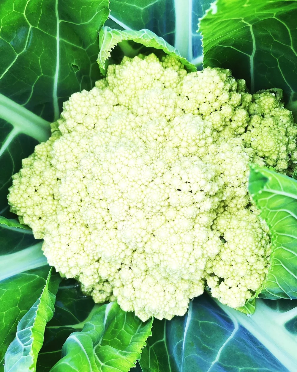 The Market Garden — Vallis Farm
