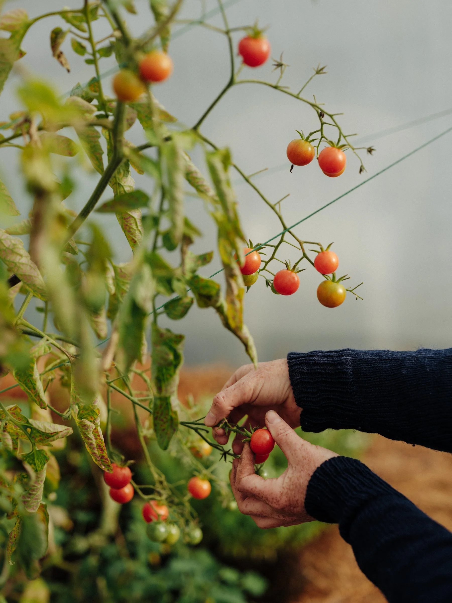 The Market Garden — Vallis Farm