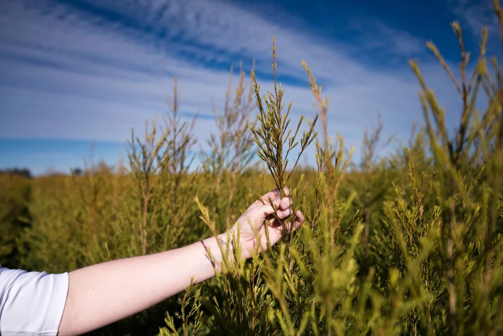 ASSOCIATION | Explore, Engage, Elevate Your Tea Tree Oil Journey ...