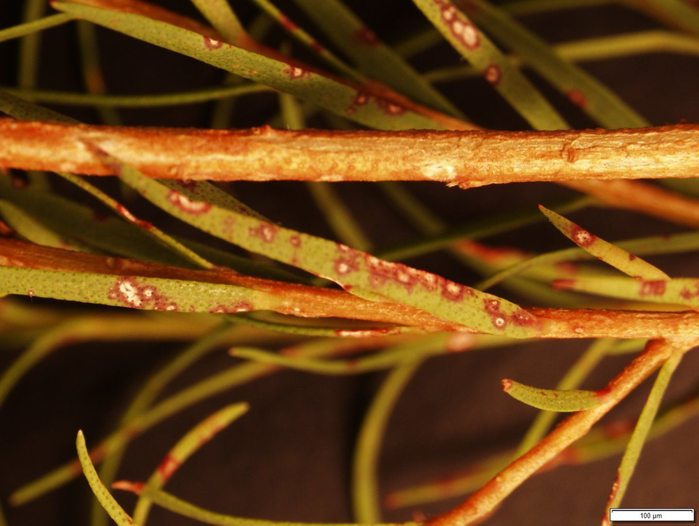 Elsinoë scab (Elsinoë eelemani)of Tea Tree (Melaleuca alternifolia ...