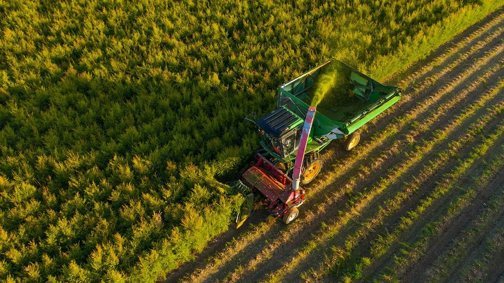 PRODUCTION — ATTIA | Australian Tea Tree Industry Association