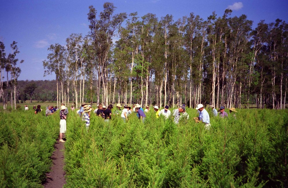 TEAM | Learn More, Join Today — ATTIA | Australian Tea Tree Industry ...