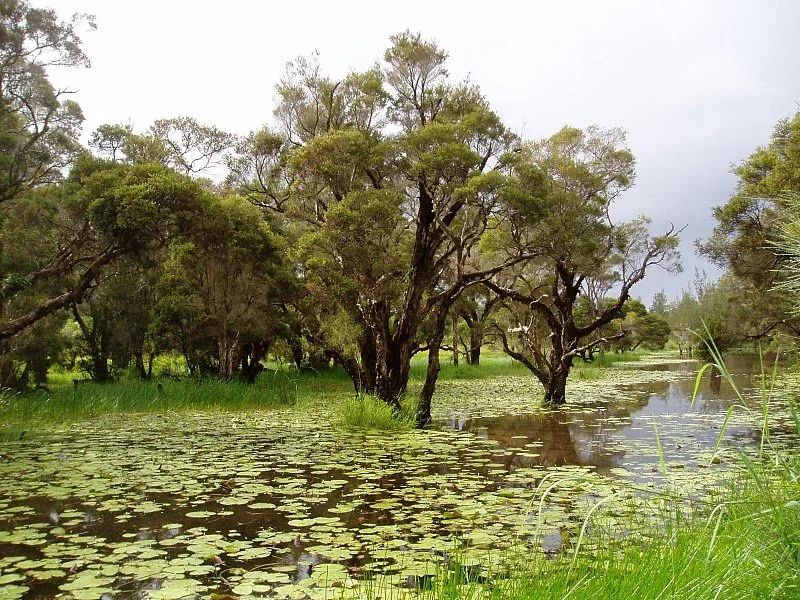 PROVENANCE | Experience Pure Quality Today — ATTIA | Australian Tea ...