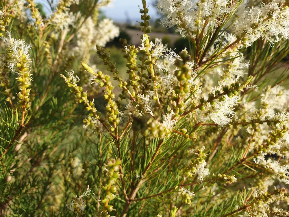 PROVENANCE | Experience Pure Quality Today — ATTIA | Australian Tea ...