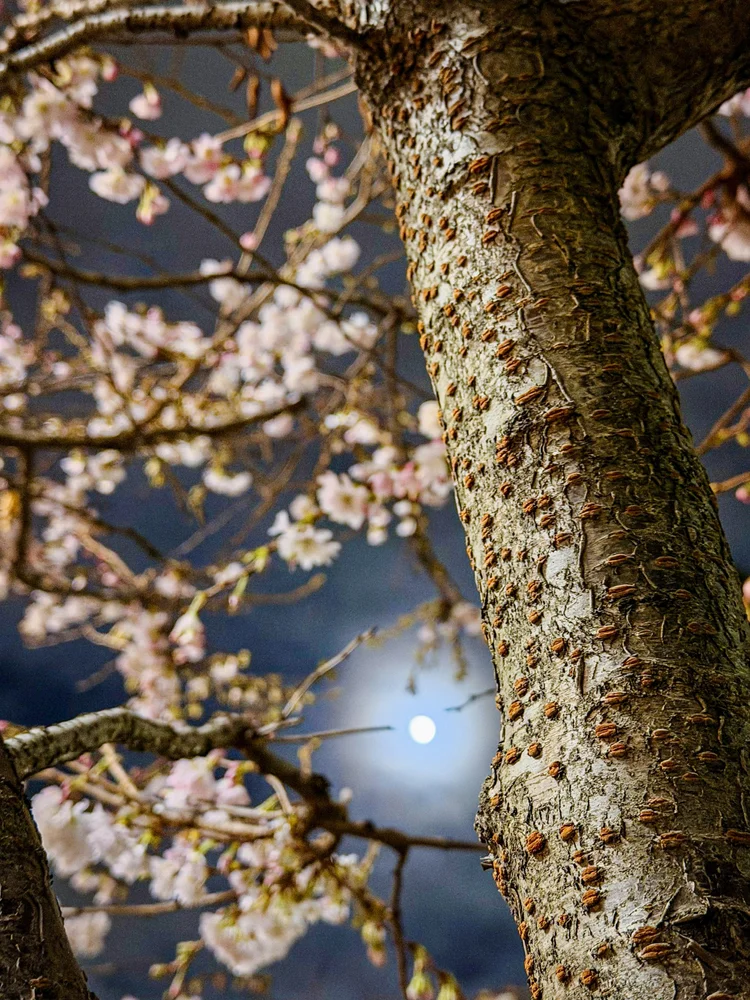 The Wish Tree — Good Chance