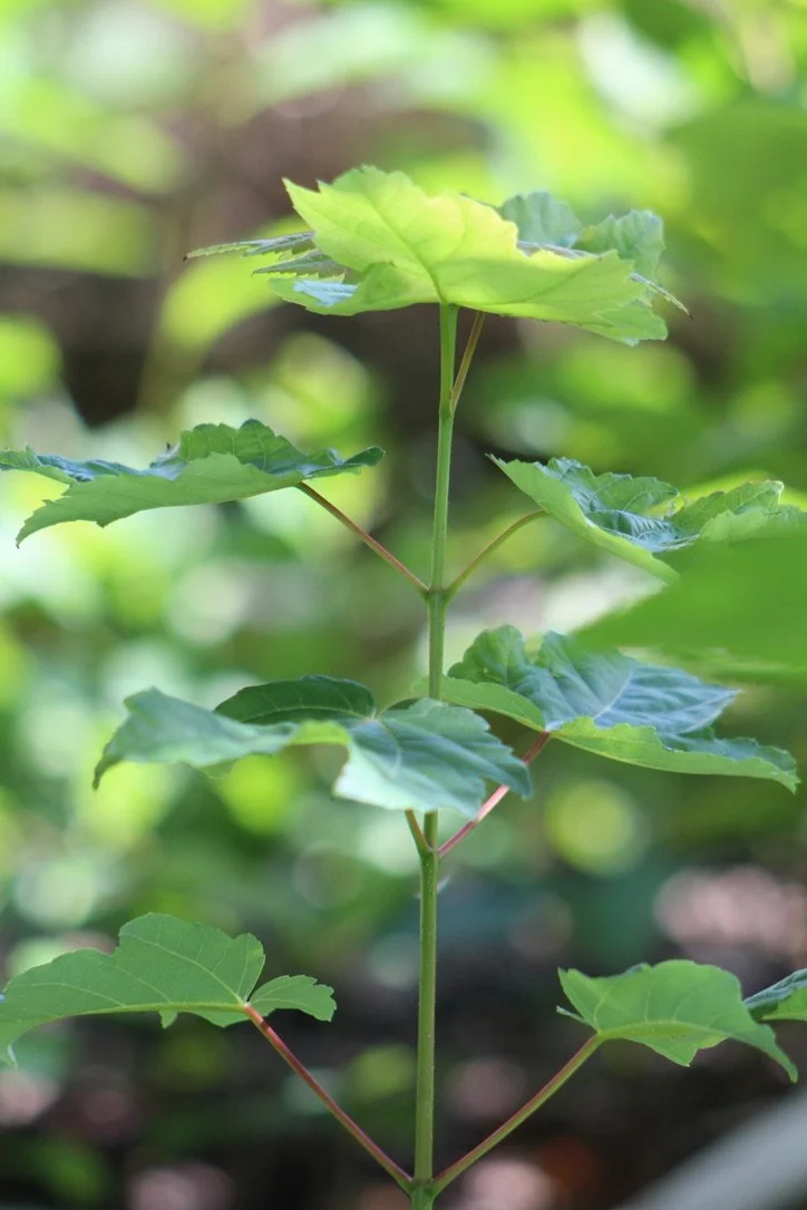 Delaware Native Trees — The Naked Oak Tree Farm