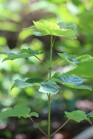 Delaware Native Trees — The Naked Oak Tree Farm
