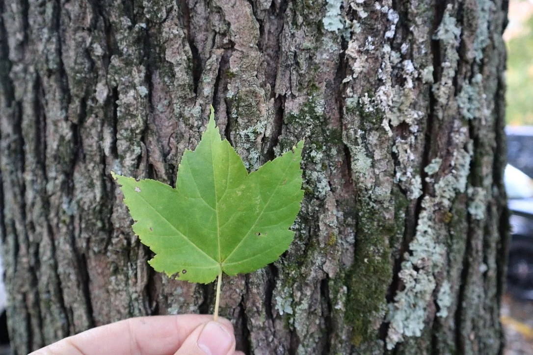 Delaware Native Trees — The Naked Oak Tree Farm