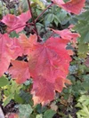 Delaware Native Trees — The Naked Oak Tree Farm