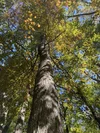 Delaware Native Trees — The Naked Oak Tree Farm