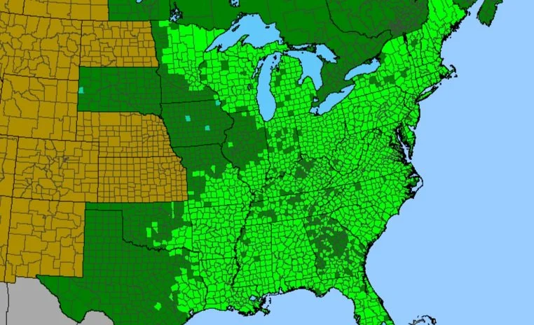 Delaware Native Trees — The Naked Oak Tree Farm