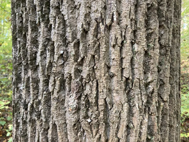 Delaware Native Trees — The Naked Oak Tree Farm