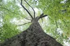 Delaware Native Trees — The Naked Oak Tree Farm