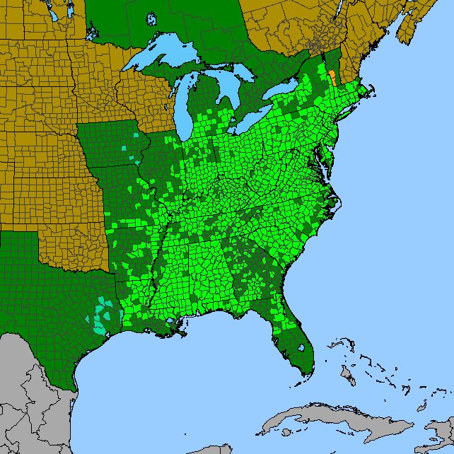 Delaware Native Trees — The Naked Oak Tree Farm